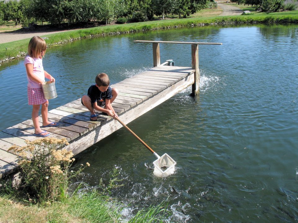 Pond Stocking for Beginners | Harrietta Hills
