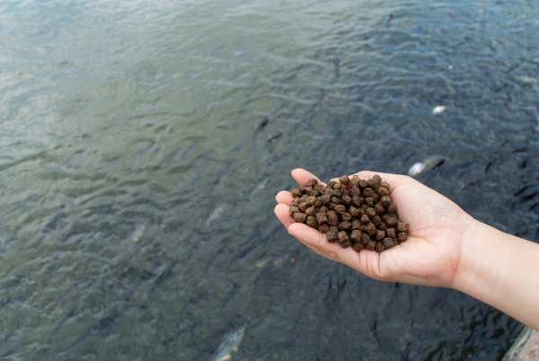 Your Guide to Feeding Your Fish | Harrietta Hills